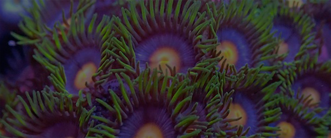 Coral Frags | Coral Torches | Online Corals Canada | Frag Garage
