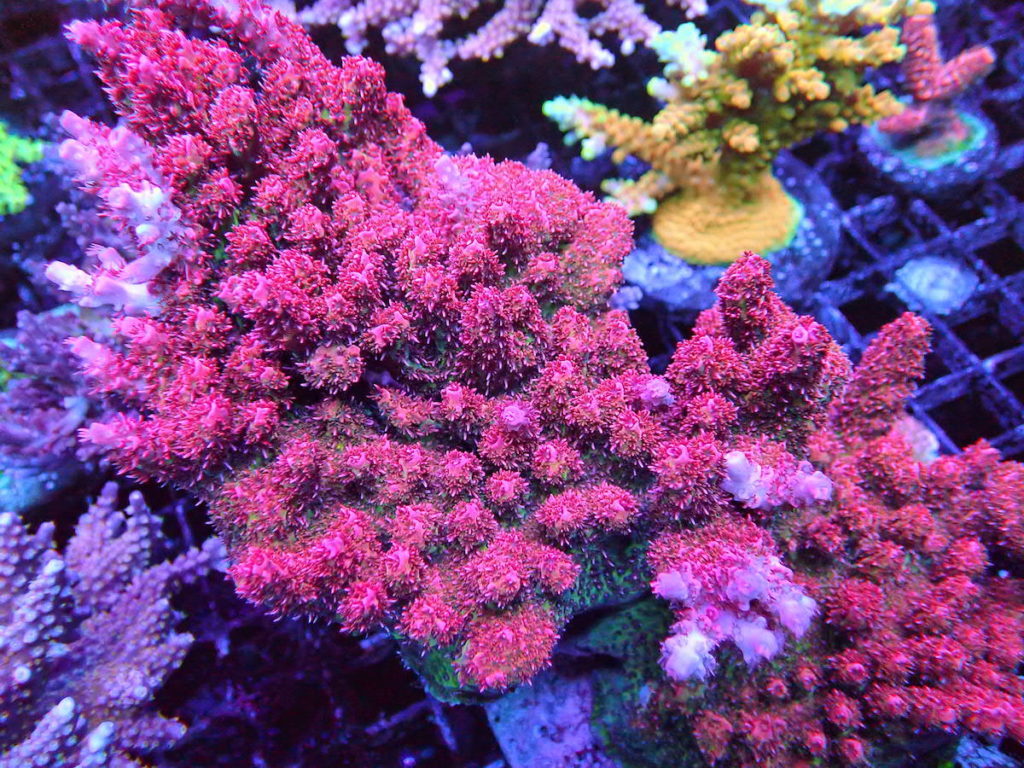RR Rainbow Loom Corals | Frag Garage