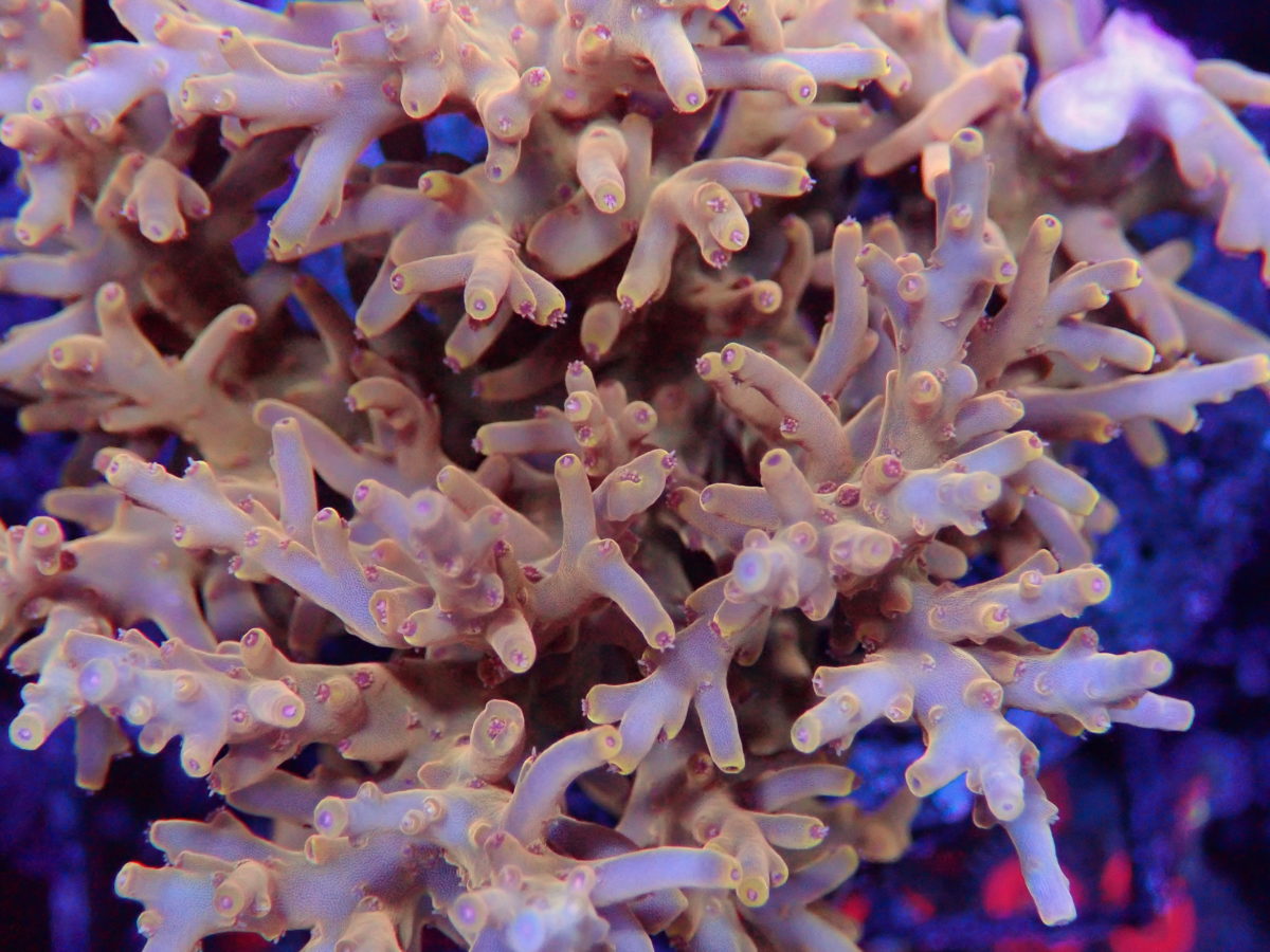 Acropora Coral Canada - Frag Garage