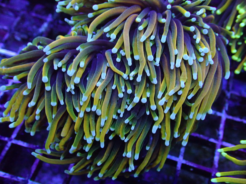 FG Alien Eye Chalice Corals | Frag Garage