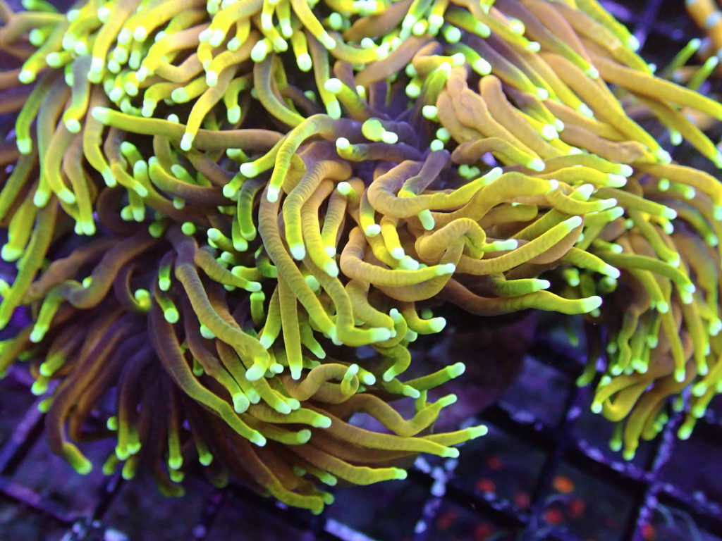 FG Alien Eye Chalice Corals | Frag Garage