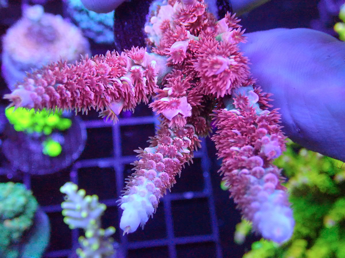 TGC Cherry Bomb Corals | Frag Garage