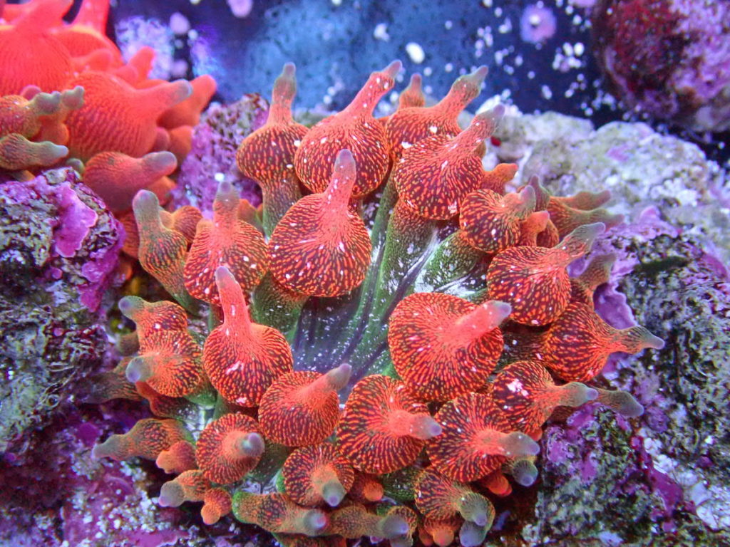Speckled Rose Bubble Tip Anemone Corals | Frag Garage